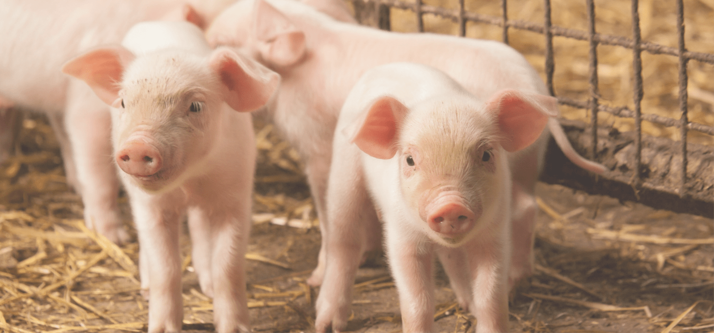 Cerdos - Nuproxa Switzerland Ltd