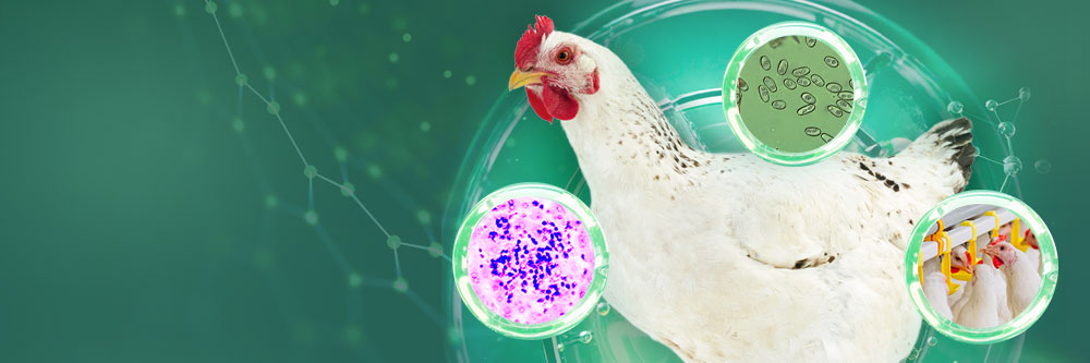 Coccidiosis treatment: guide to prevention and control in poultry