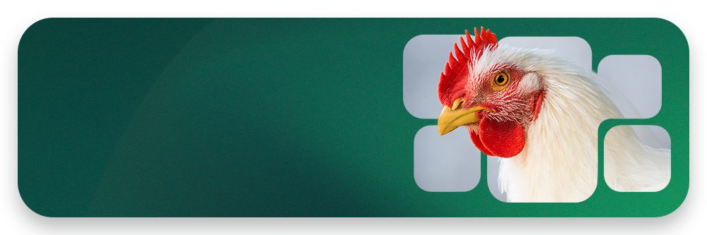 Cloruro de colina: desventajas y riesgos en la nutrición animal